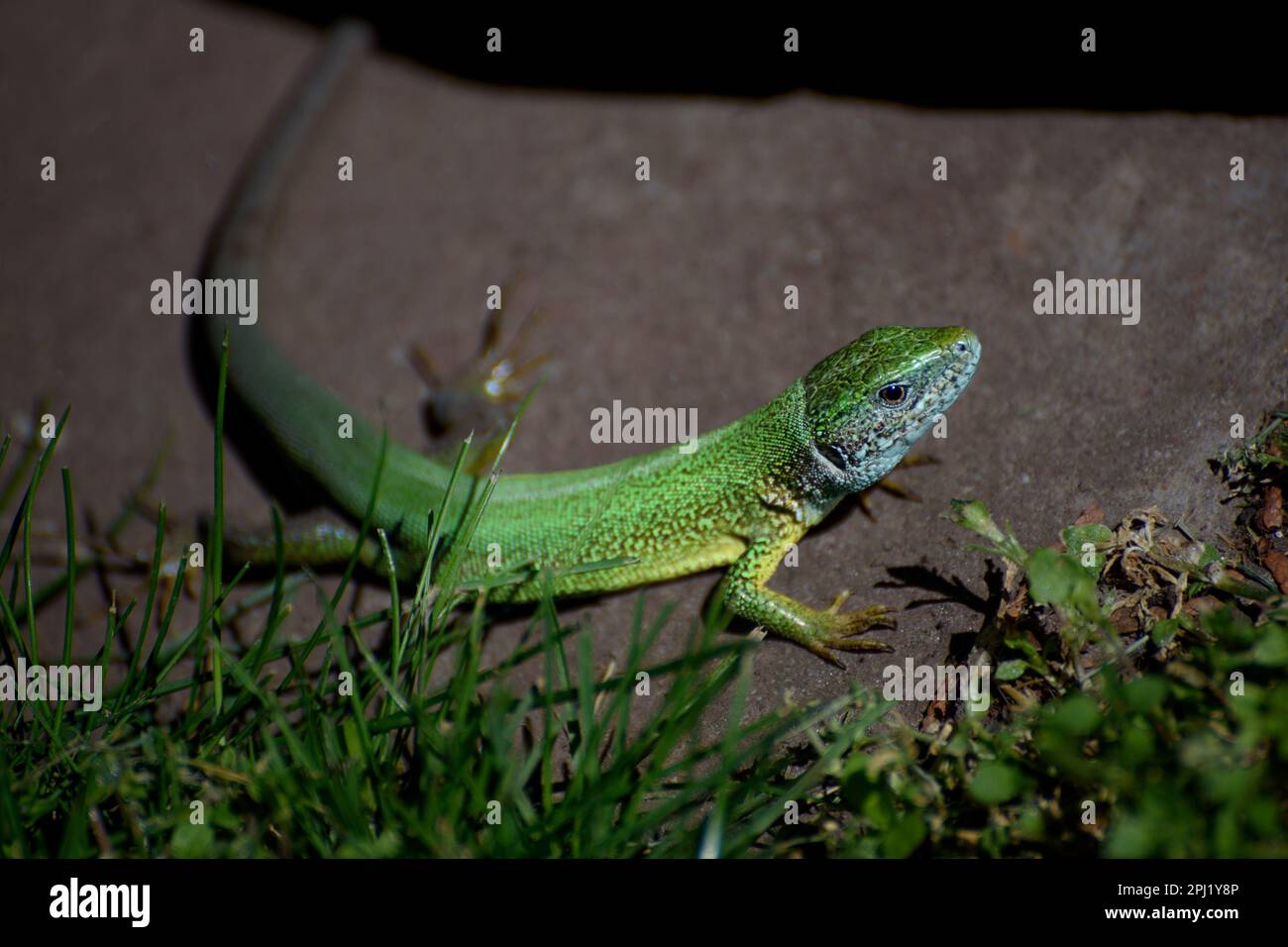 The European green lizard (Lacerta viridis) is a large lizard ...