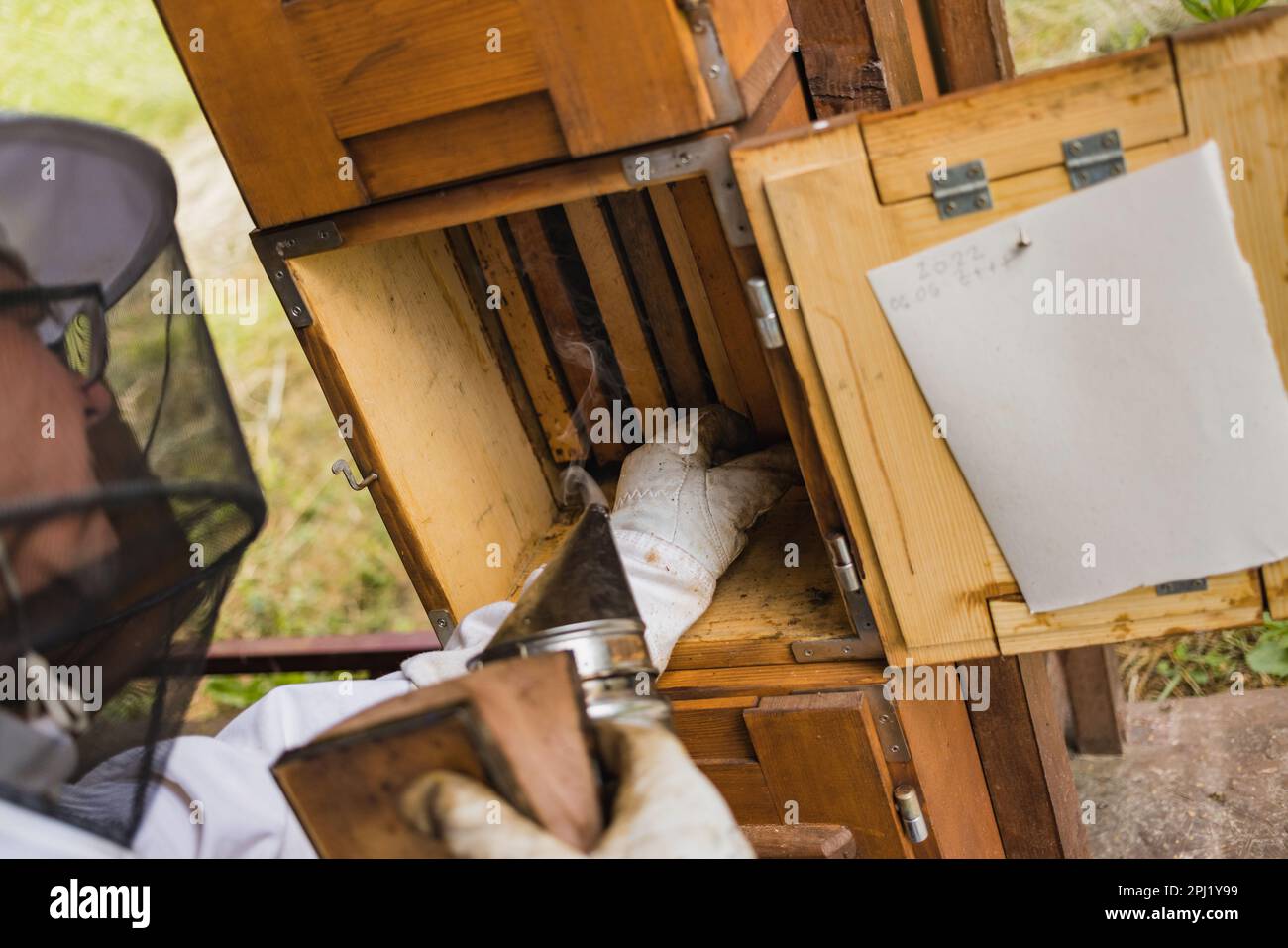 Male beekeeper doing an inspection, opening the beehive, checking brood ...