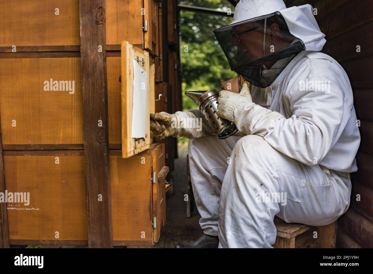 Male beekeeper doing an inspection, opening the beehive, checking brood ...