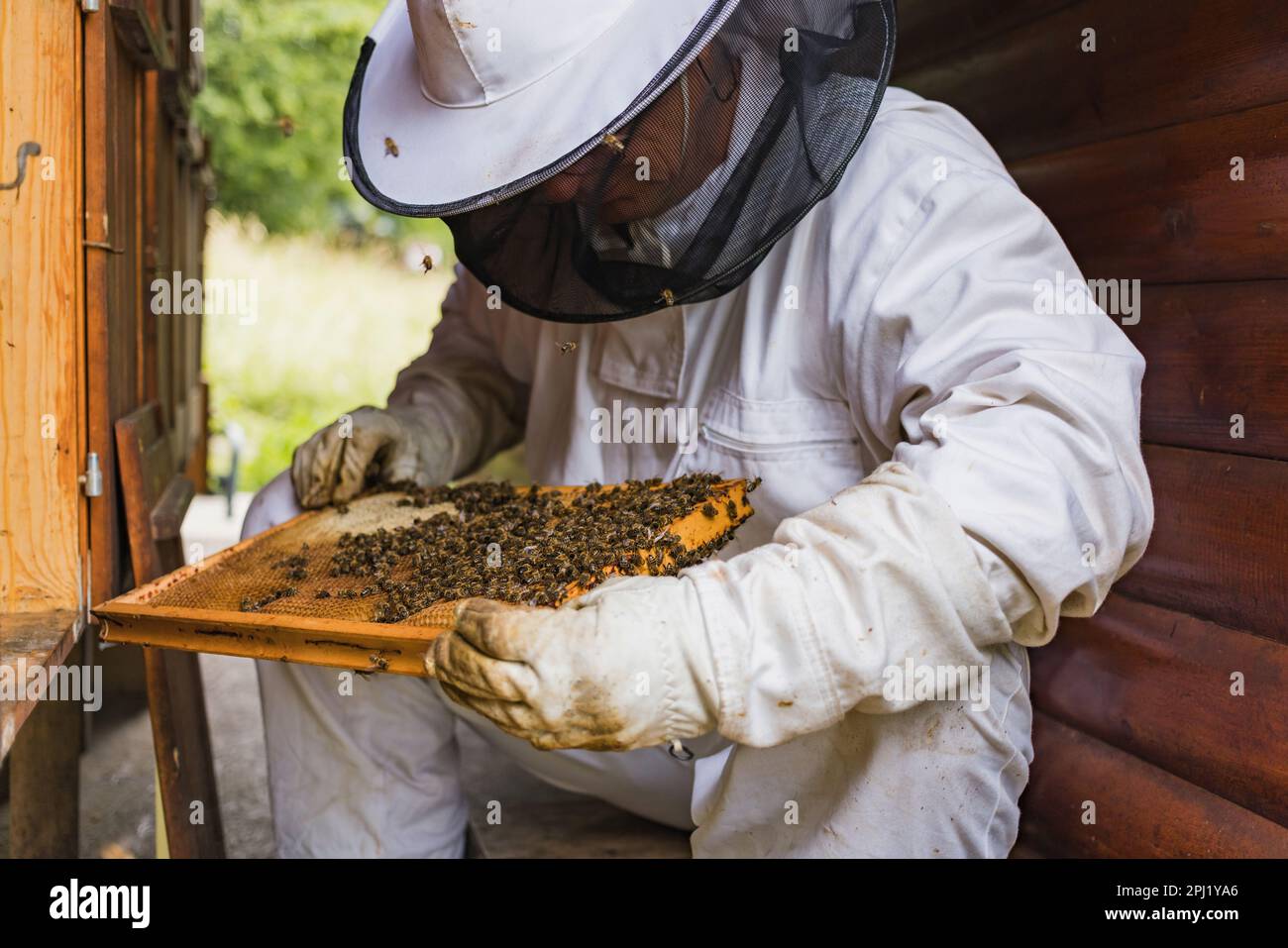 Male beekeeper doing an inspection, opening the beehive, checking brood ...