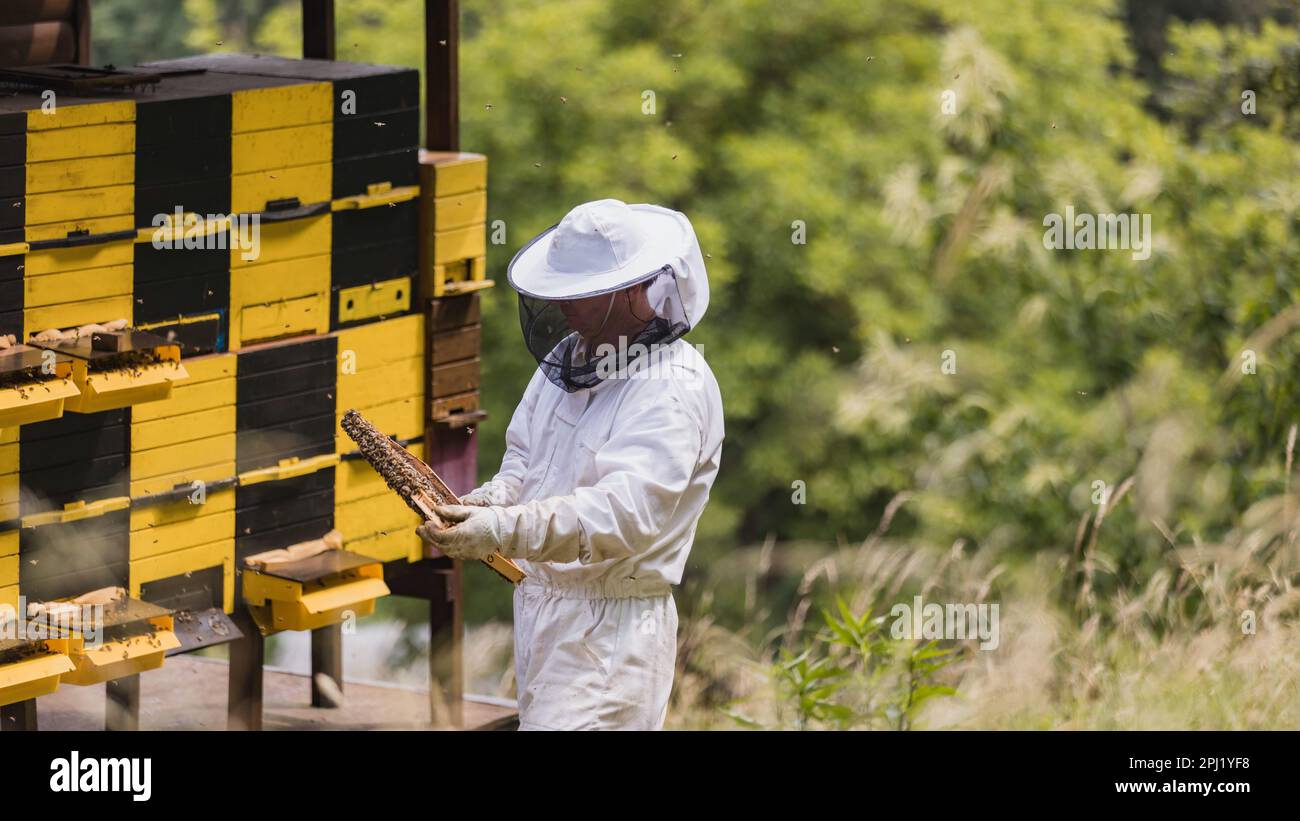 Beekeeper in full protective gear standing in front of beehive boxes ...