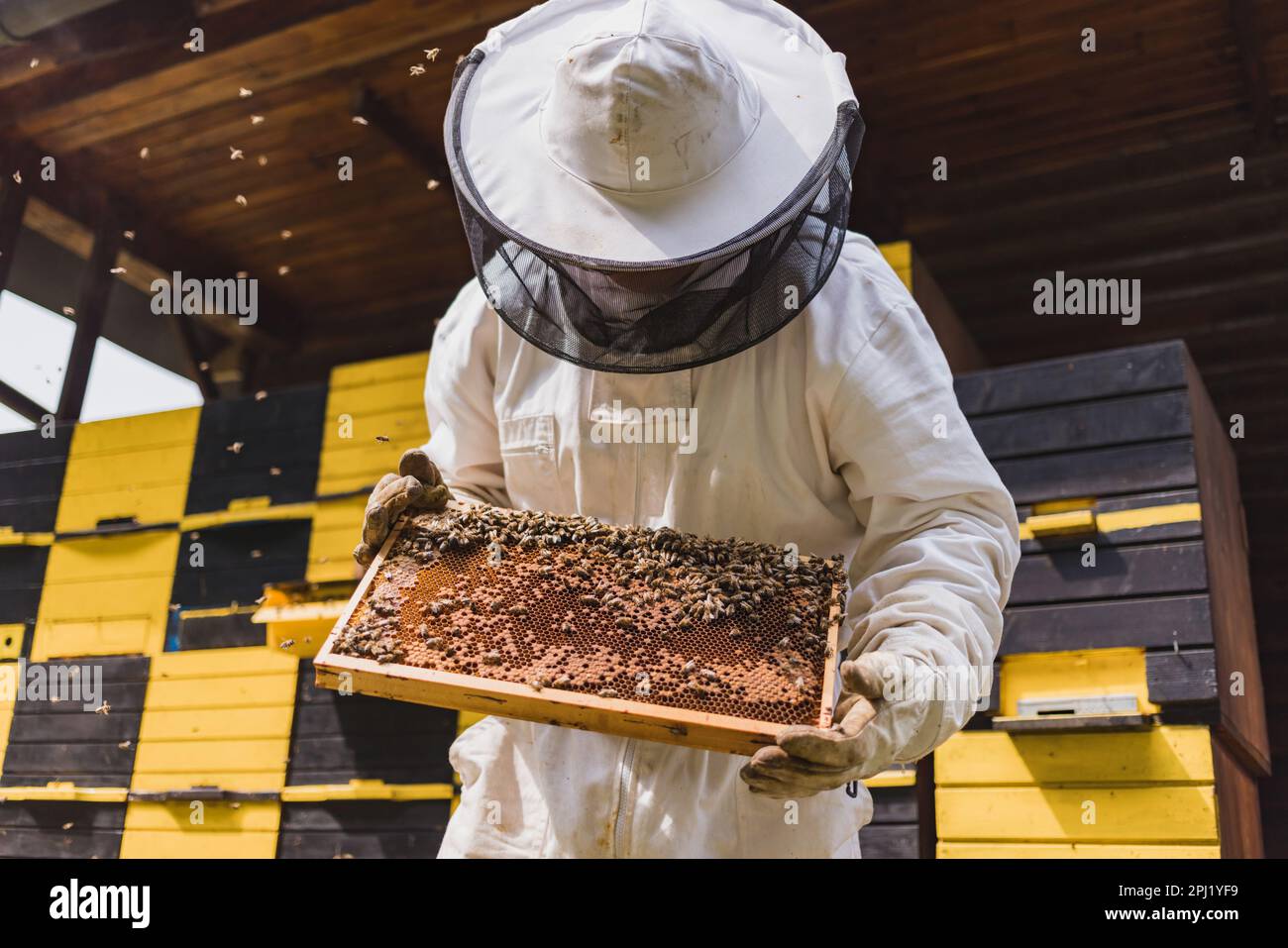 Beekeeper in full protective gear standing in front of beehive boxes ...