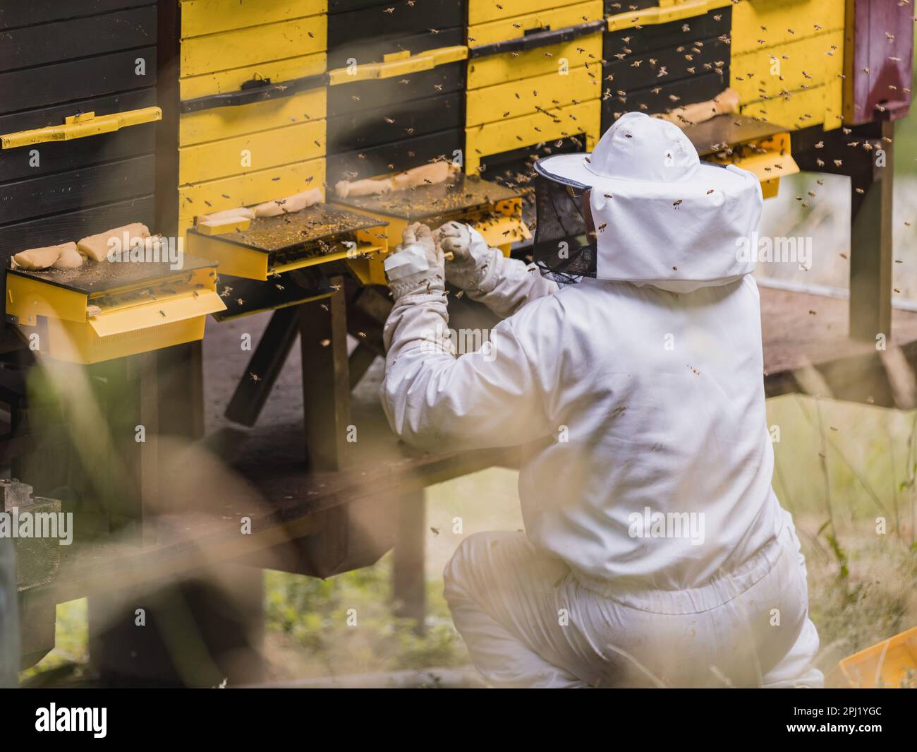 Beekeeper in a protective suit with a hat and veil, surrounded by a ...