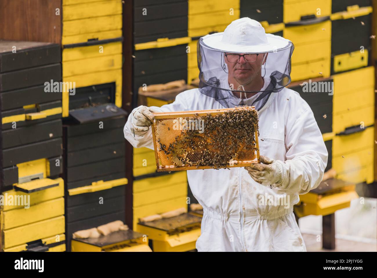 Hobby honey farmer standing in an apiary, in front of beehives, holding ...