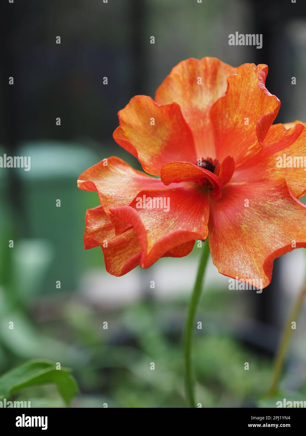Close up of an orange, ruffled butterfly ranunculus 'Theseus' flower ...