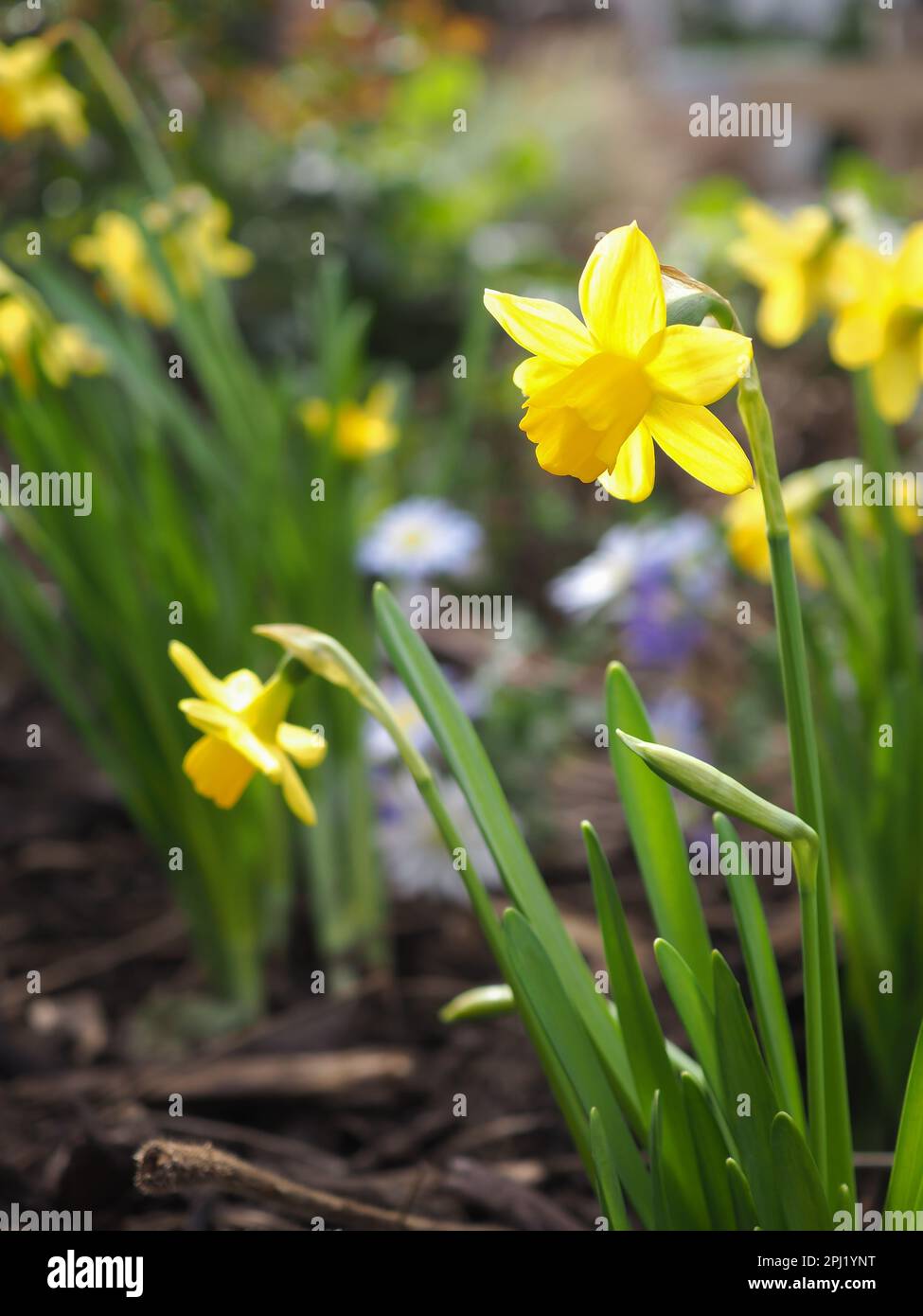 Dwarf spring bulbs hi-res stock photography and images - Alamy