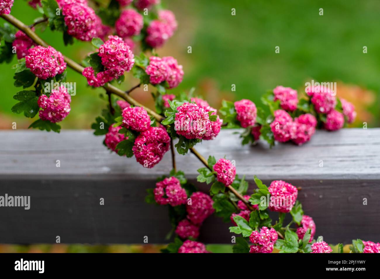 Crataegus, commonly called hawthorn, quickthorn, thornapple, May-tree ...