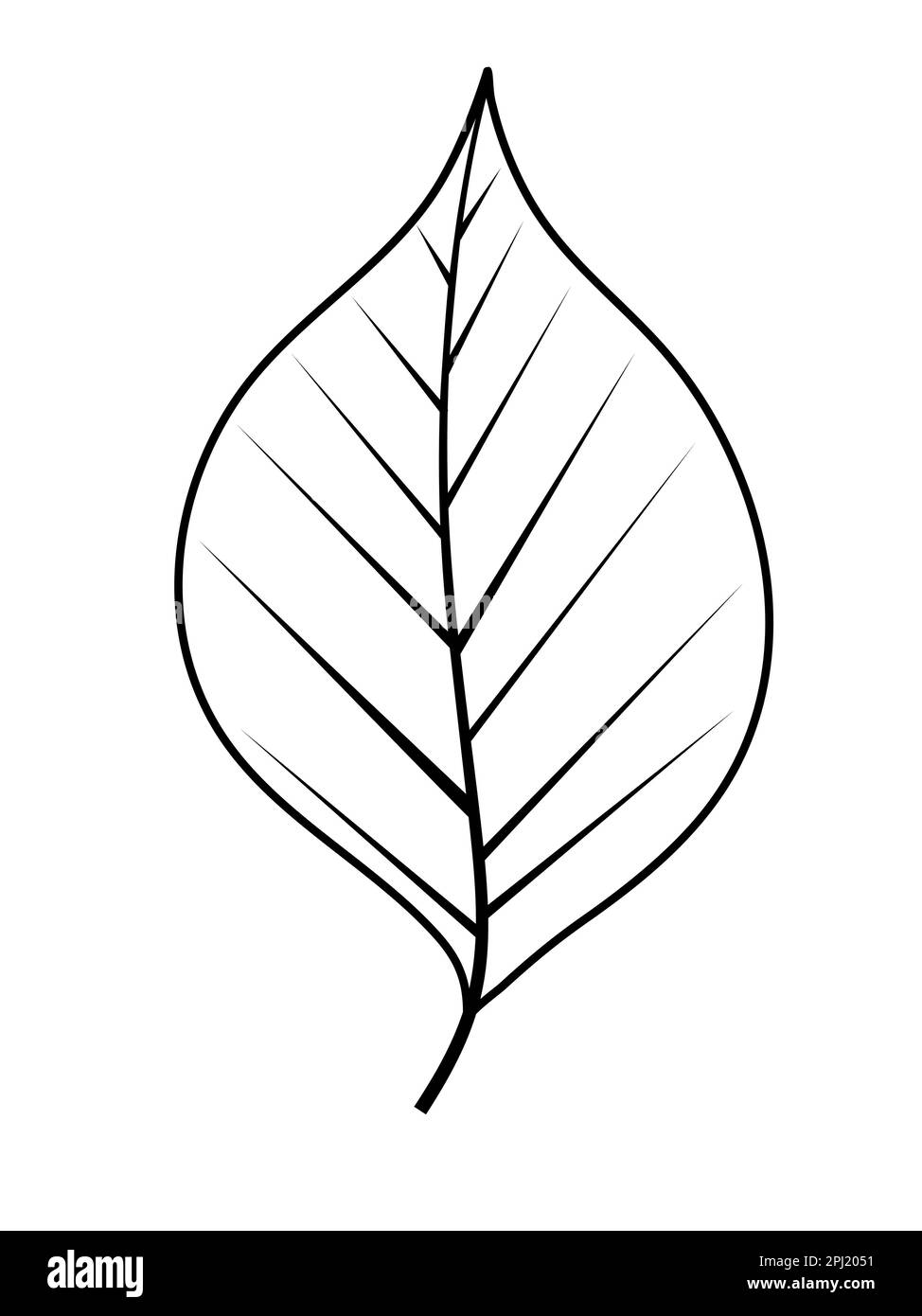 Simple Leaf Vector Illustration EPS10 Stock Vector Image & Art - Alamy