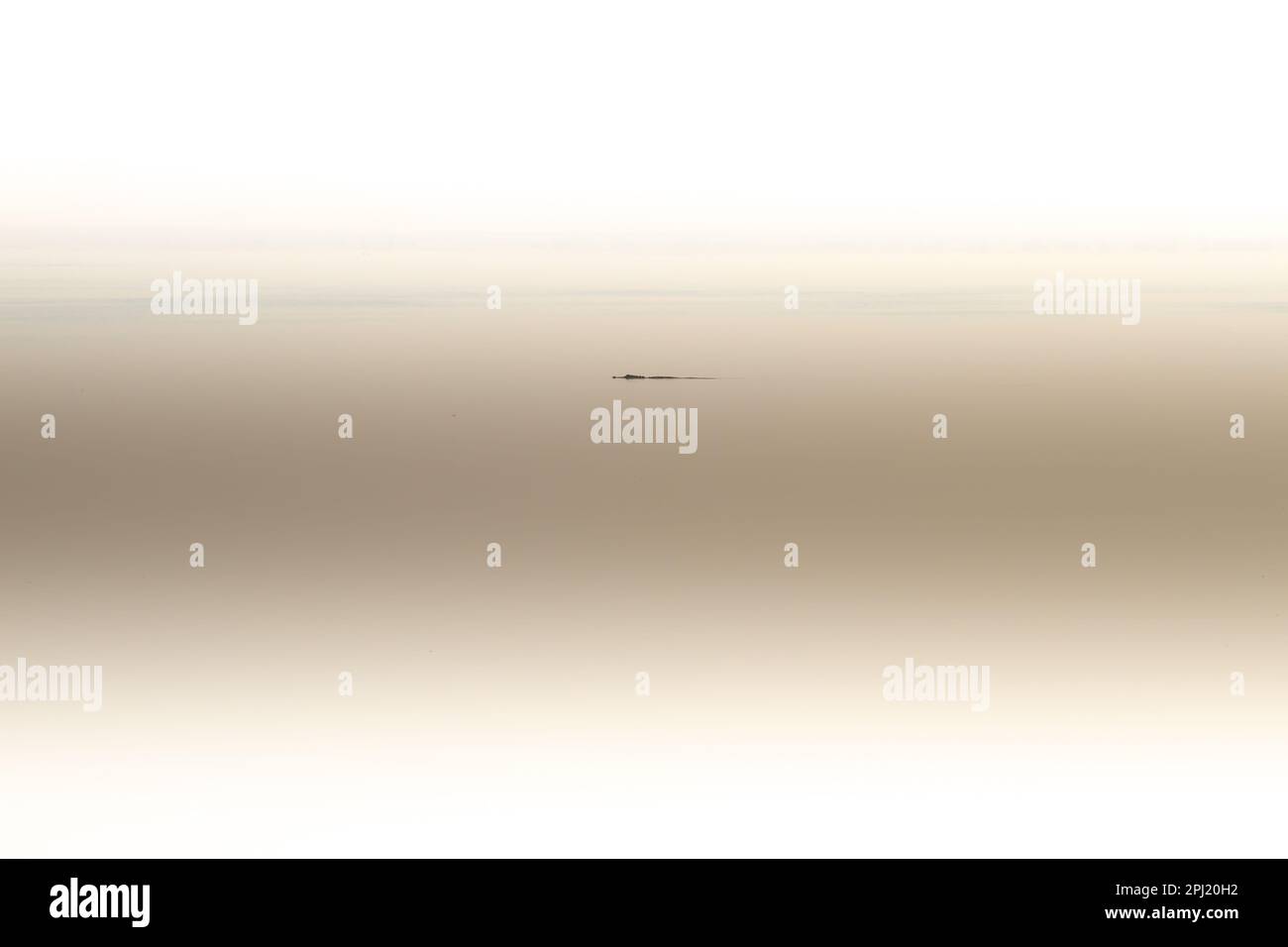 Alligator anatomy hi-res stock photography and images - Alamy