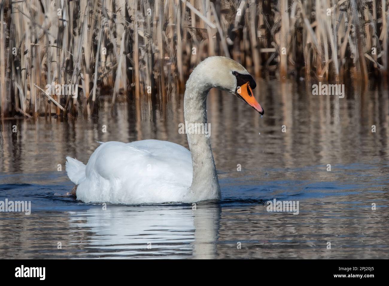 Swan dance mating hi-res stock photography and images - Alamy