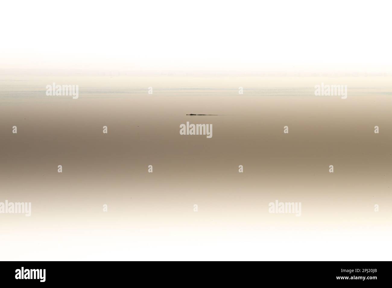 Alligator species identification hi-res stock photography and images ...