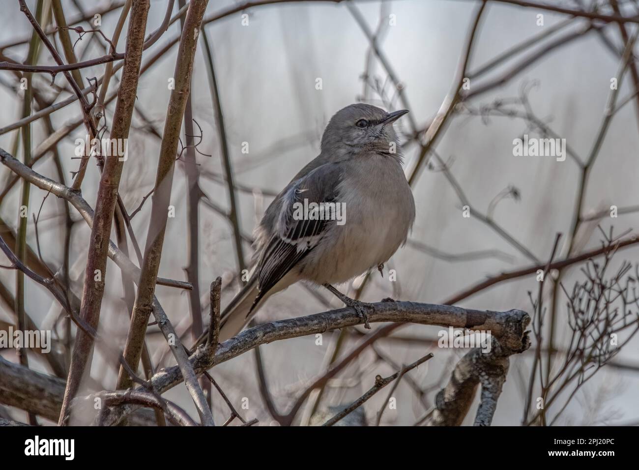 Northern Mockingbird on tree branch Stock Photo - Alamy