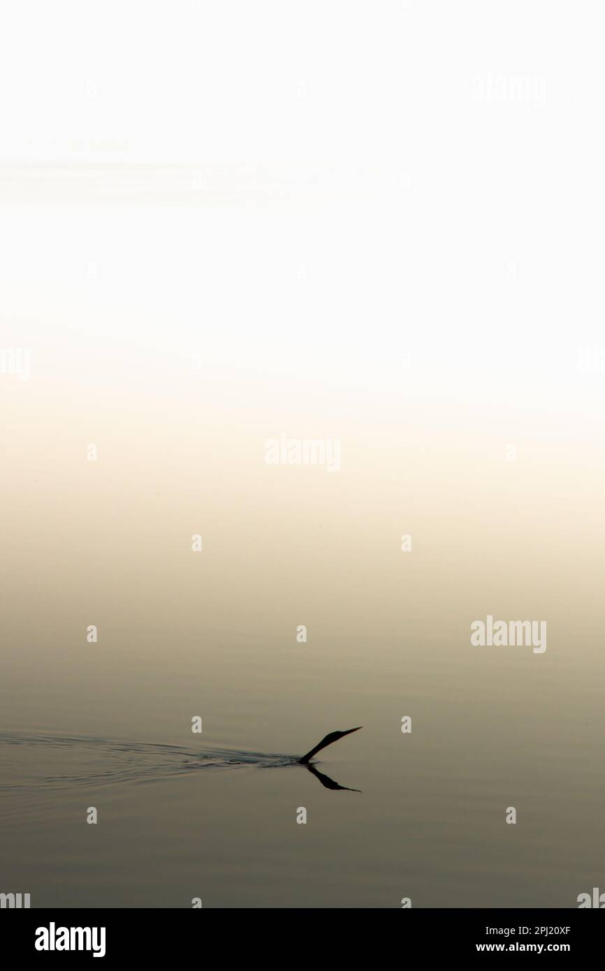 Snakebird species hi-res stock photography and images - Alamy