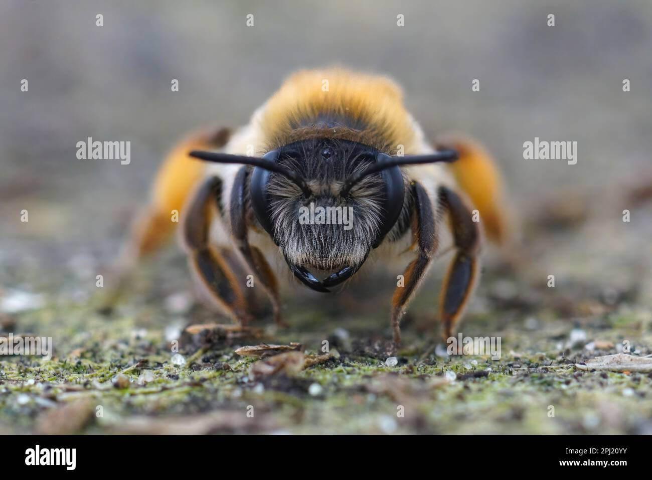 Detailed frontal close-up on a colorful female Grey-gastered mining bee ...