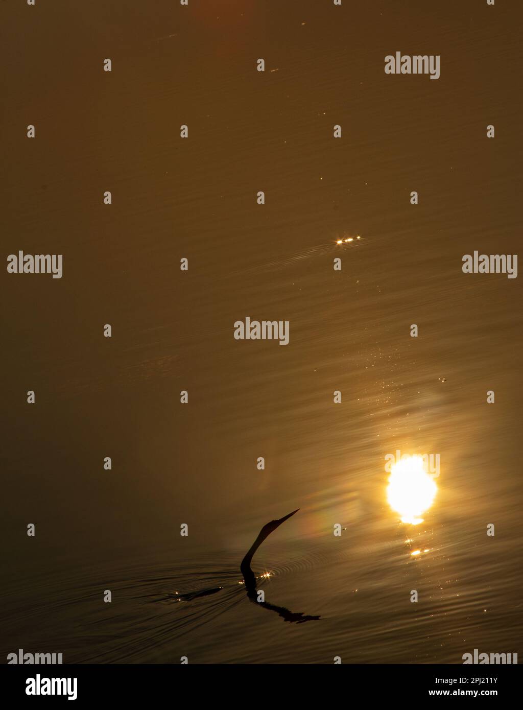 Snakebird species hi-res stock photography and images - Alamy