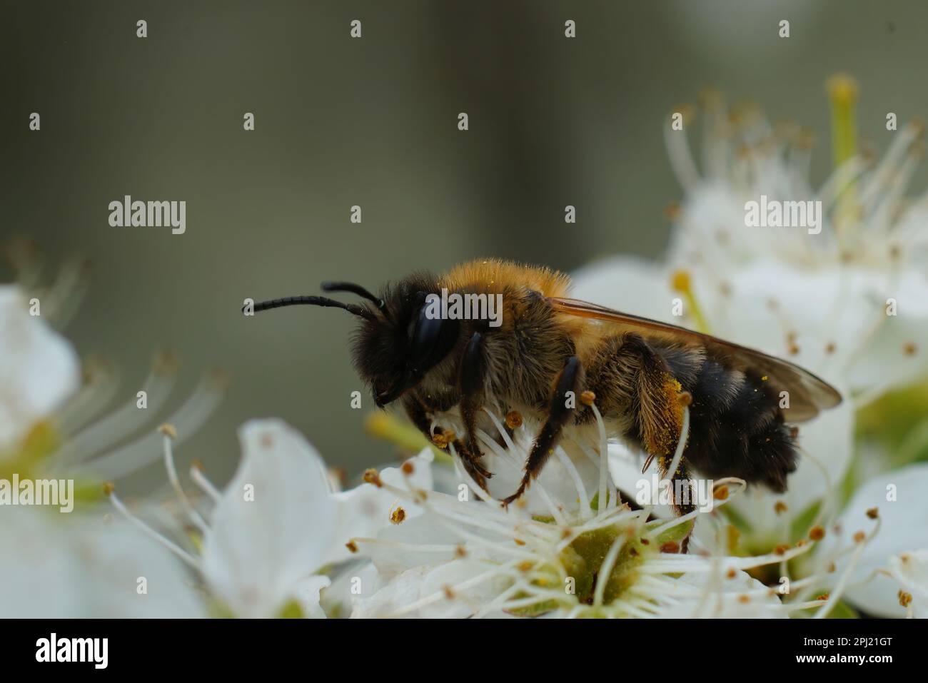 Natural closeup on a female Early Cellophane bee, Colletes cunicularius ...