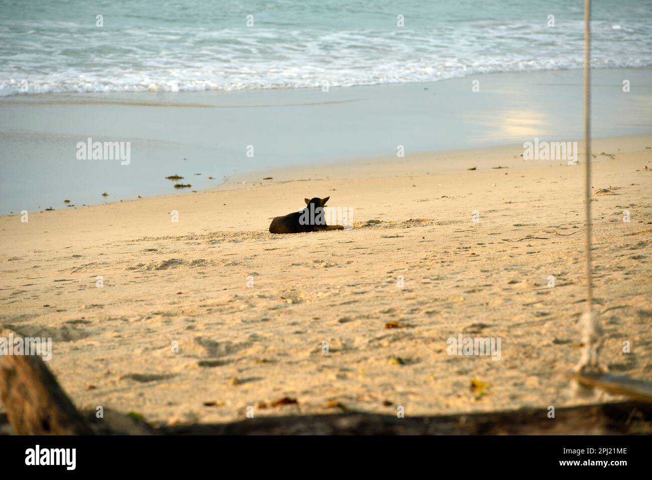 A dog sitting on the beach at sunset at the Tip of Borneo, Malaysia ...