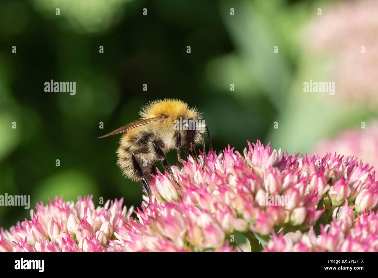 Hylotelephium herbstfreude bee hi-res stock photography and images - Alamy