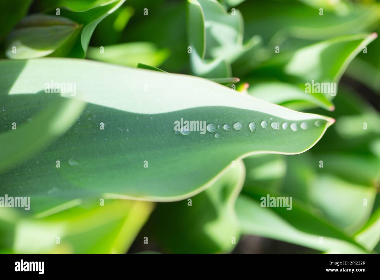Linear form and beauty in nature - line of raindrops on a tulip leaf ...