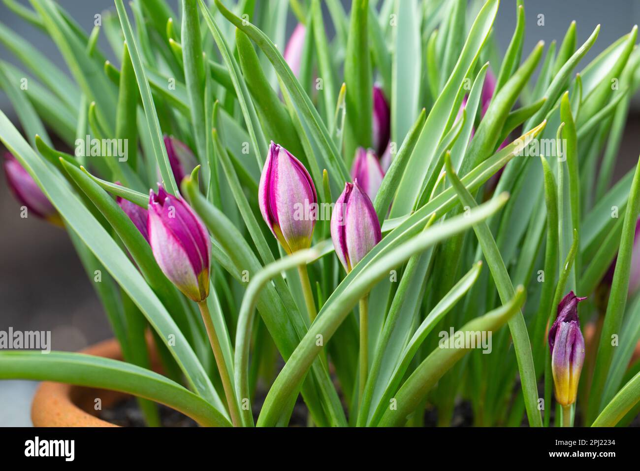Dwarf Tulips - Persian pearl pulchella Stock Photo - Alamy
