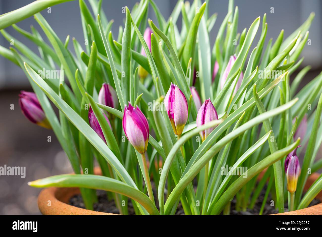 Dwarf Tulips - Persian pearl pulchella Stock Photo - Alamy