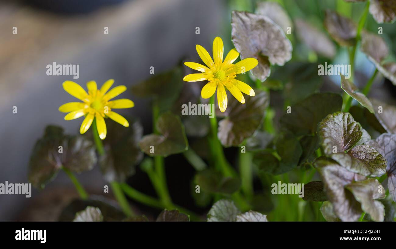 Brazen hussy hi-res stock photography and images - Alamy