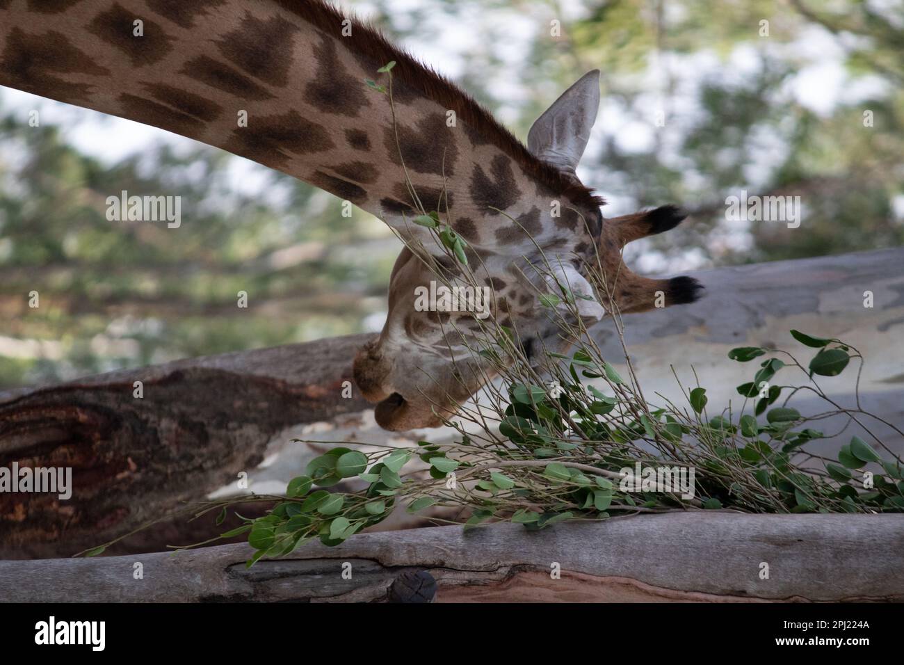 giraffe at Bannerghatta national park Bangalore standing in the zoo ...