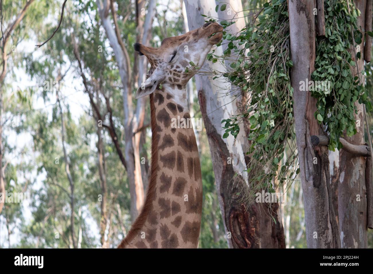giraffe at Bannerghatta national park Bangalore standing in the zoo ...