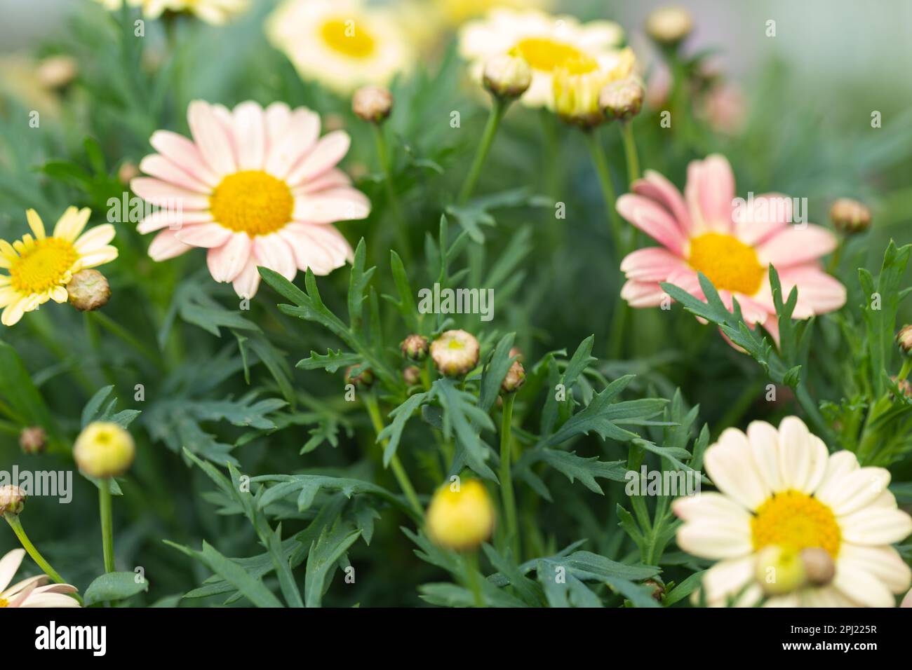 Aramis argyranthemum hi-res stock photography and images - Alamy