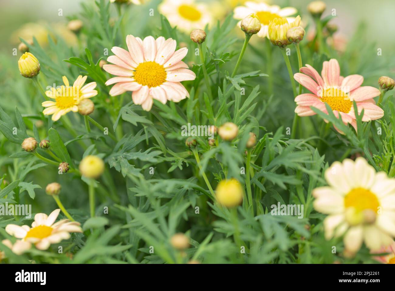 Horizontal bicolour hi-res stock photography and images - Alamy