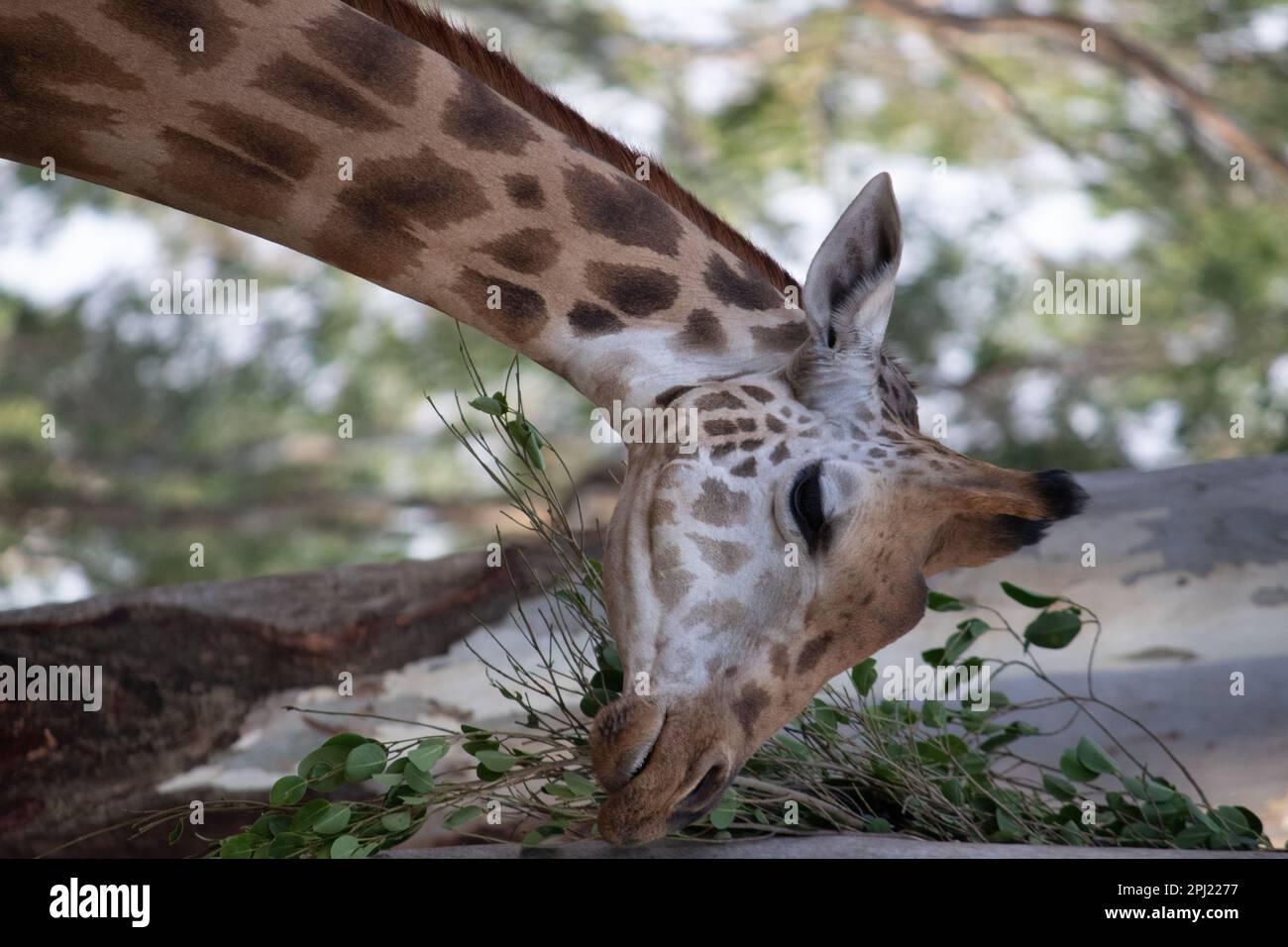 giraffe at Bannerghatta national park Bangalore standing in the zoo ...