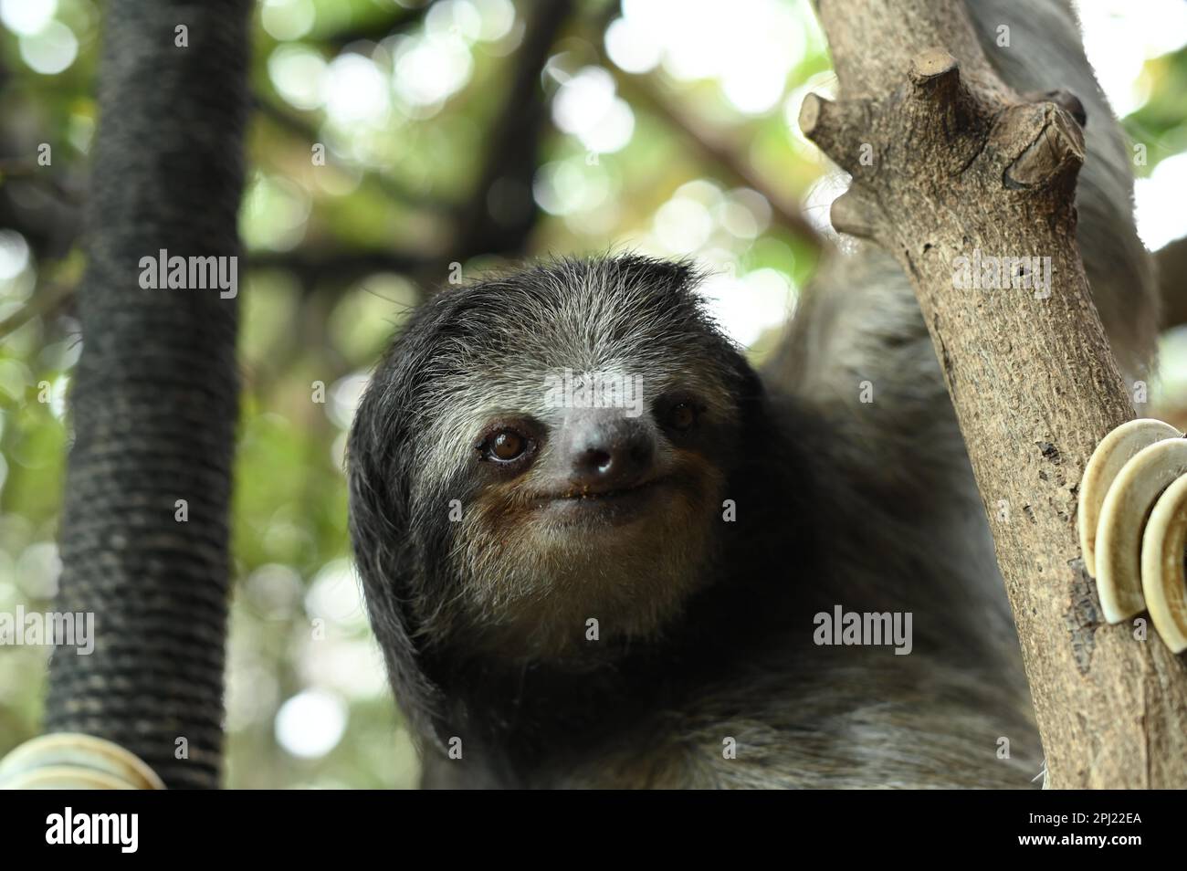 An adorable sloth hanging onto a tree branch in a natural outdoor ...