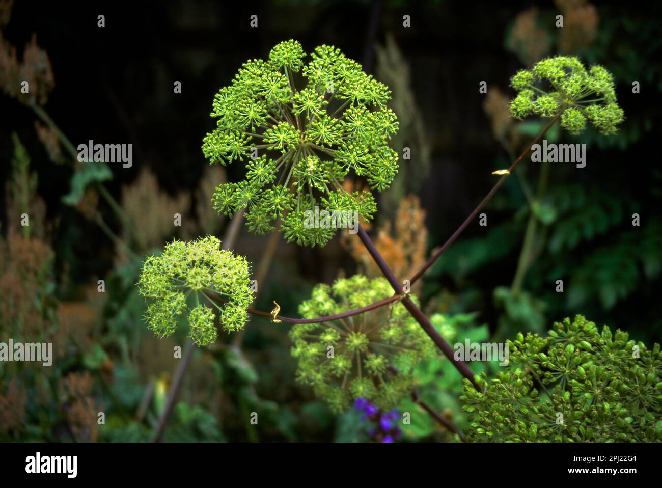Garden angelica wild celery hi-res stock photography and images - Alamy