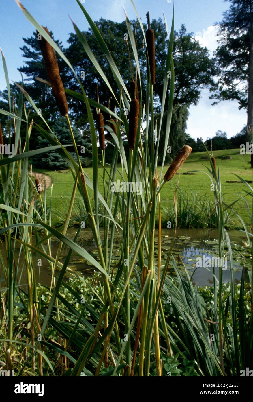 Pond & Bullrushes Wisley RHS Gardens Surrey England Stock Photo - Alamy