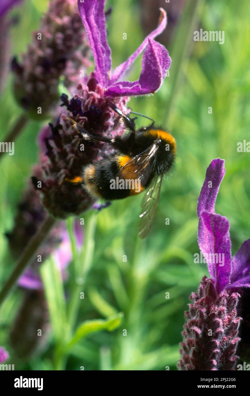 White-Tailed Bumblebee On Butterfly Lavender Stock Photo - Alamy