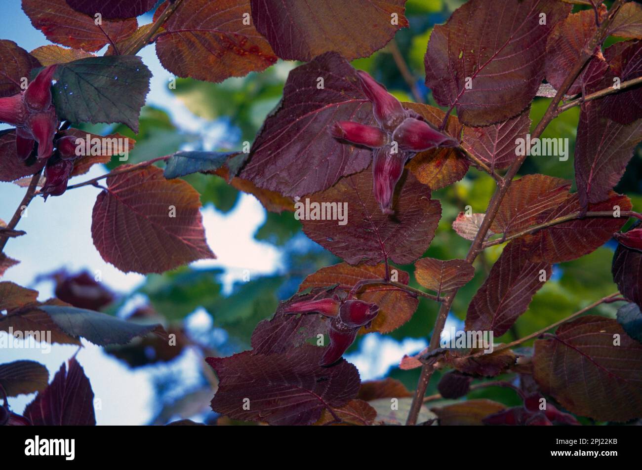 Hazelnuts growing on tree in the Autumn Stock Photo - Alamy