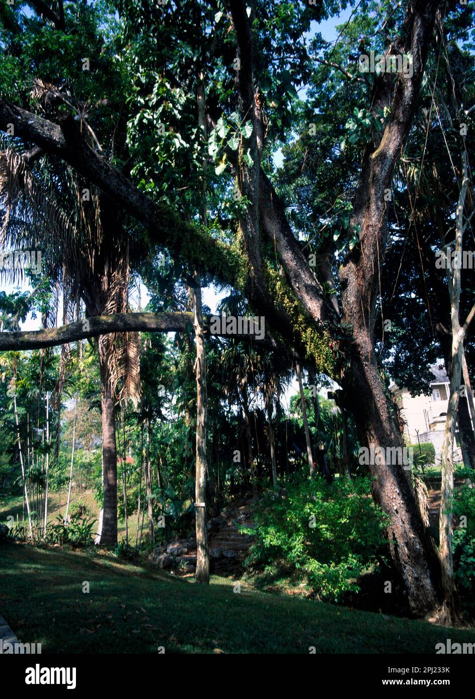 Scarborough Tobago Botanical Gardens Tree With Moss Stock Photo - Alamy