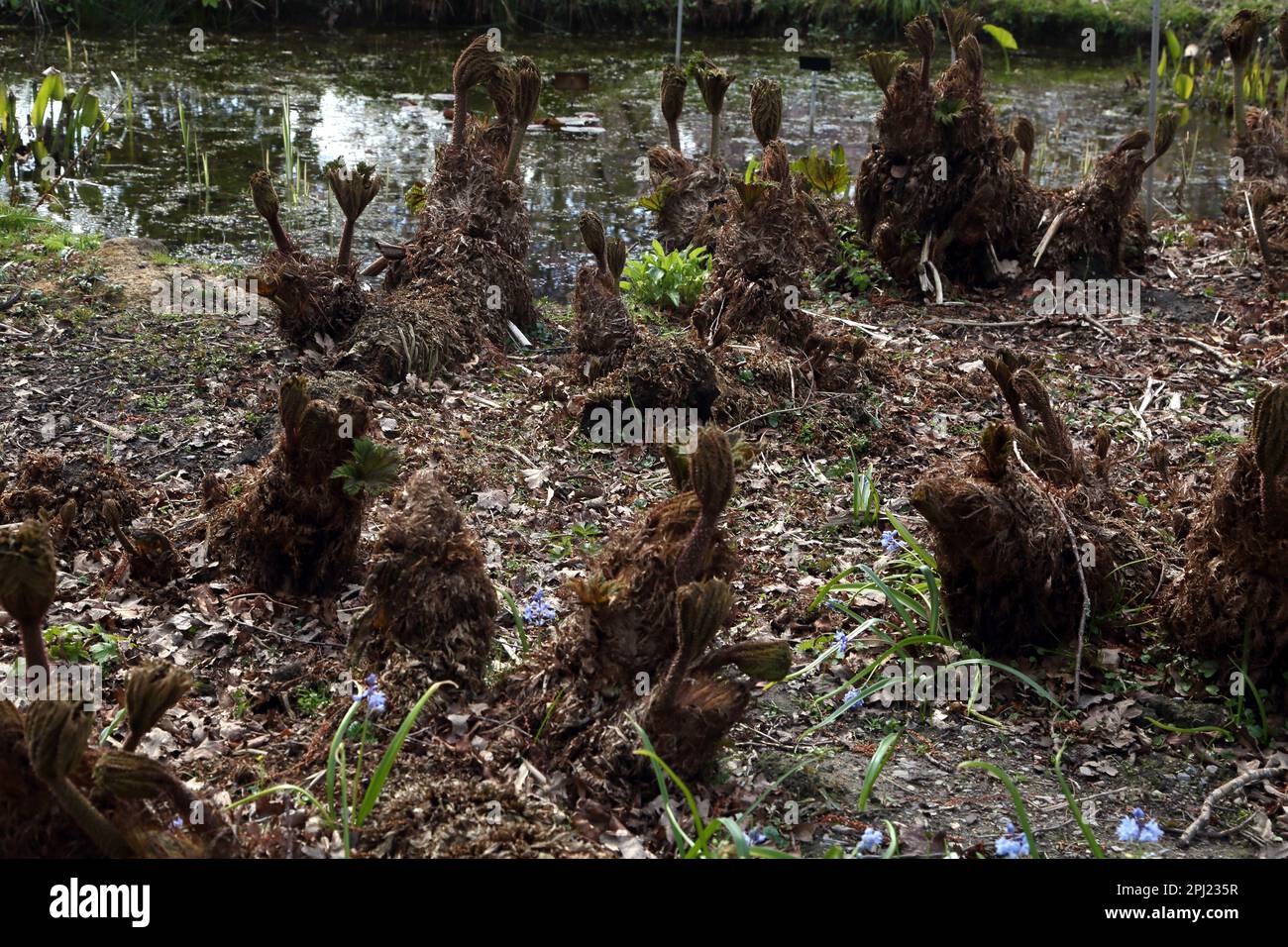 gunnera x cryptica gunnera manicata early growth Wisley Surrey England ...