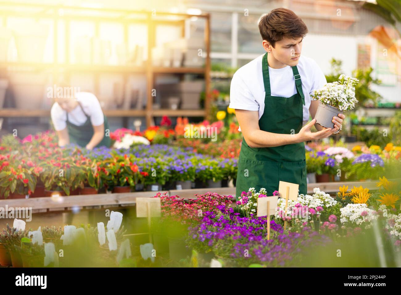 Man seller of flower supermarket chooses pot with alyssum plant to send ...
