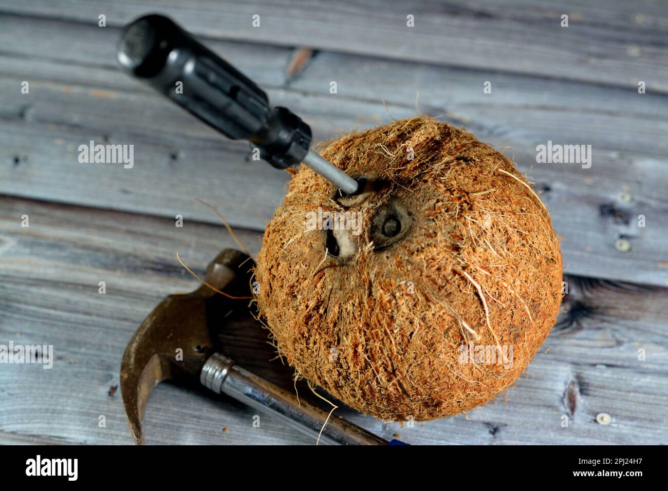 Coconut fruit cocoanut (Cocos nucifera) of the palm tree family ...