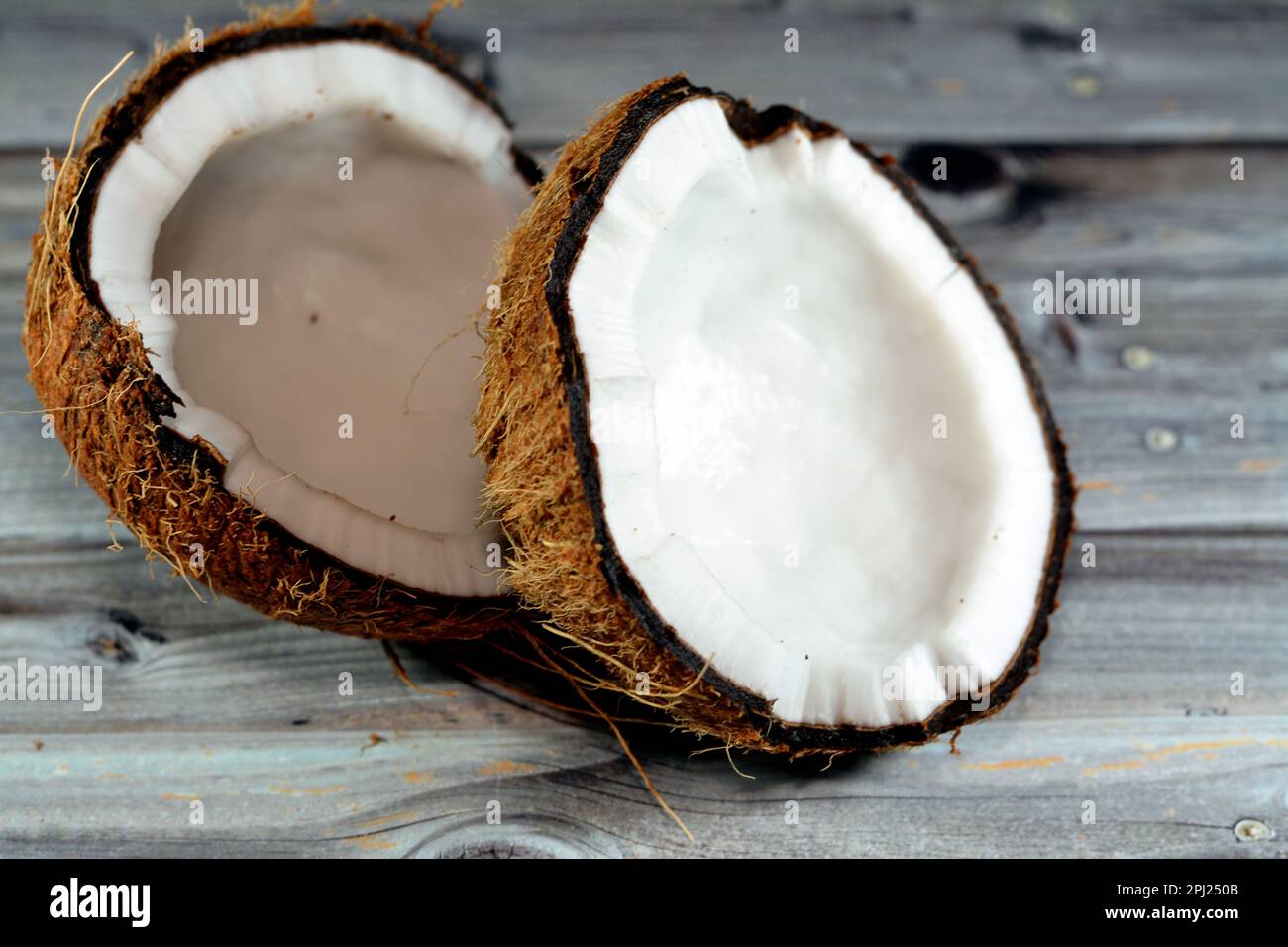 Coconut fruit cocoanut (Cocos nucifera) of the palm tree family ...