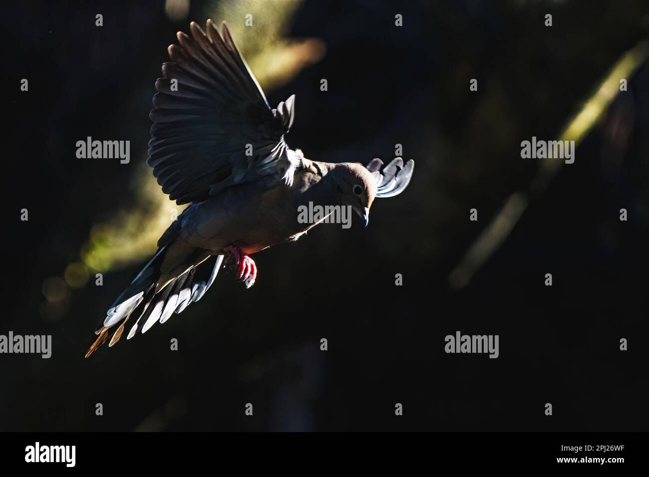 Mourning Dove Flight in dramatic light Stock Photo - Alamy