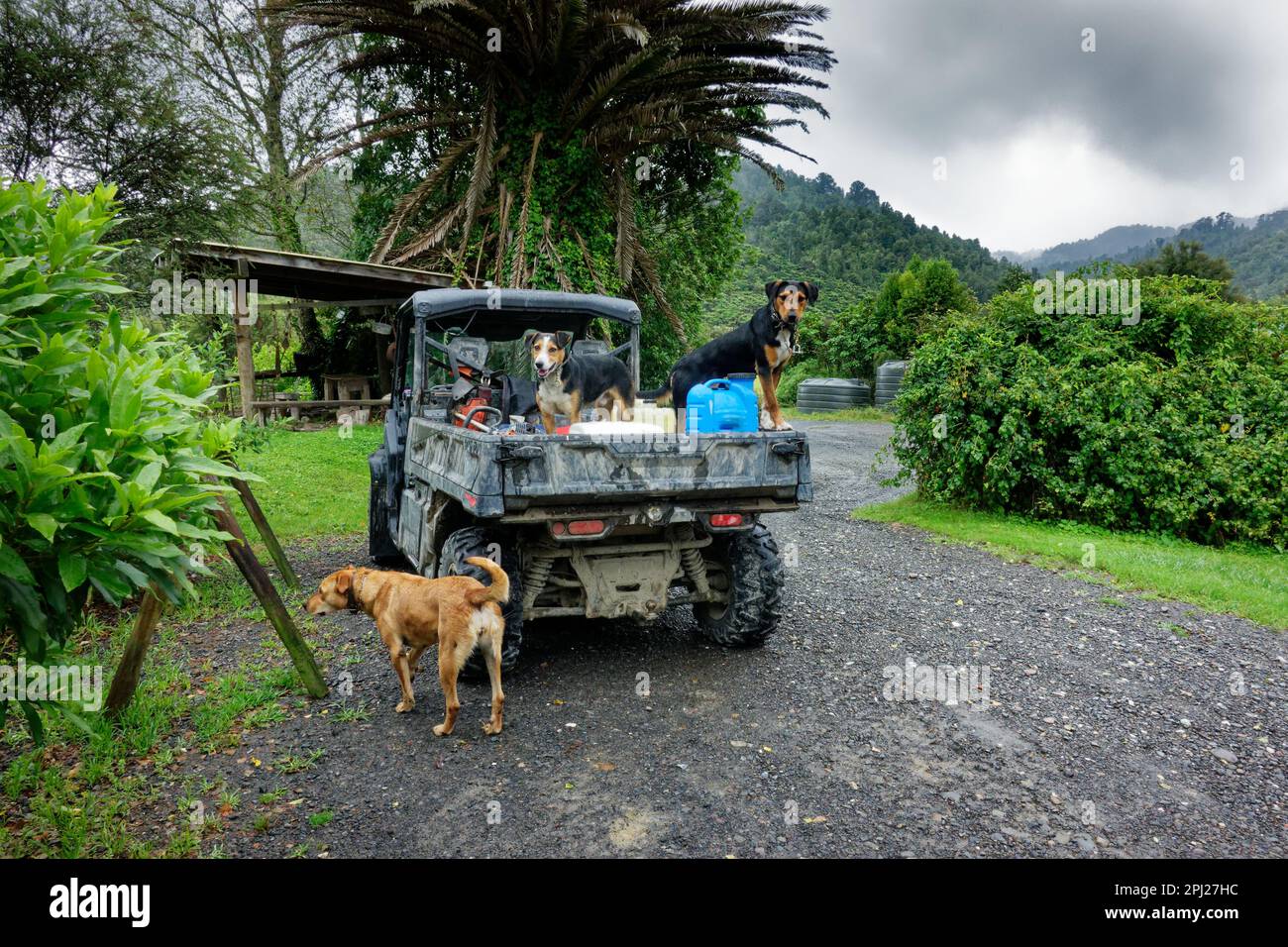 A side by side farm utility vehicle with working farm dogs on board ...