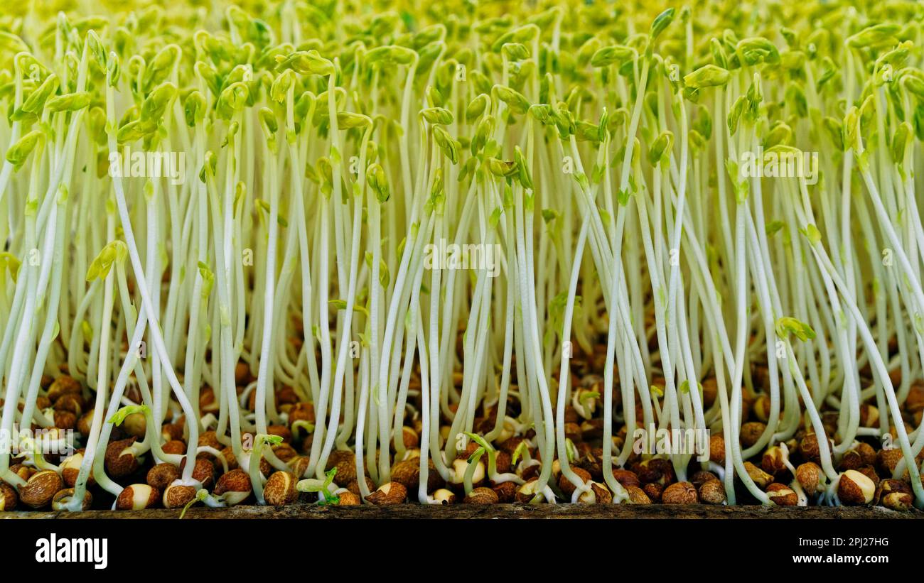 Pea sprouts. Green shoots of growth reaching for the light. Pea sprouts ...