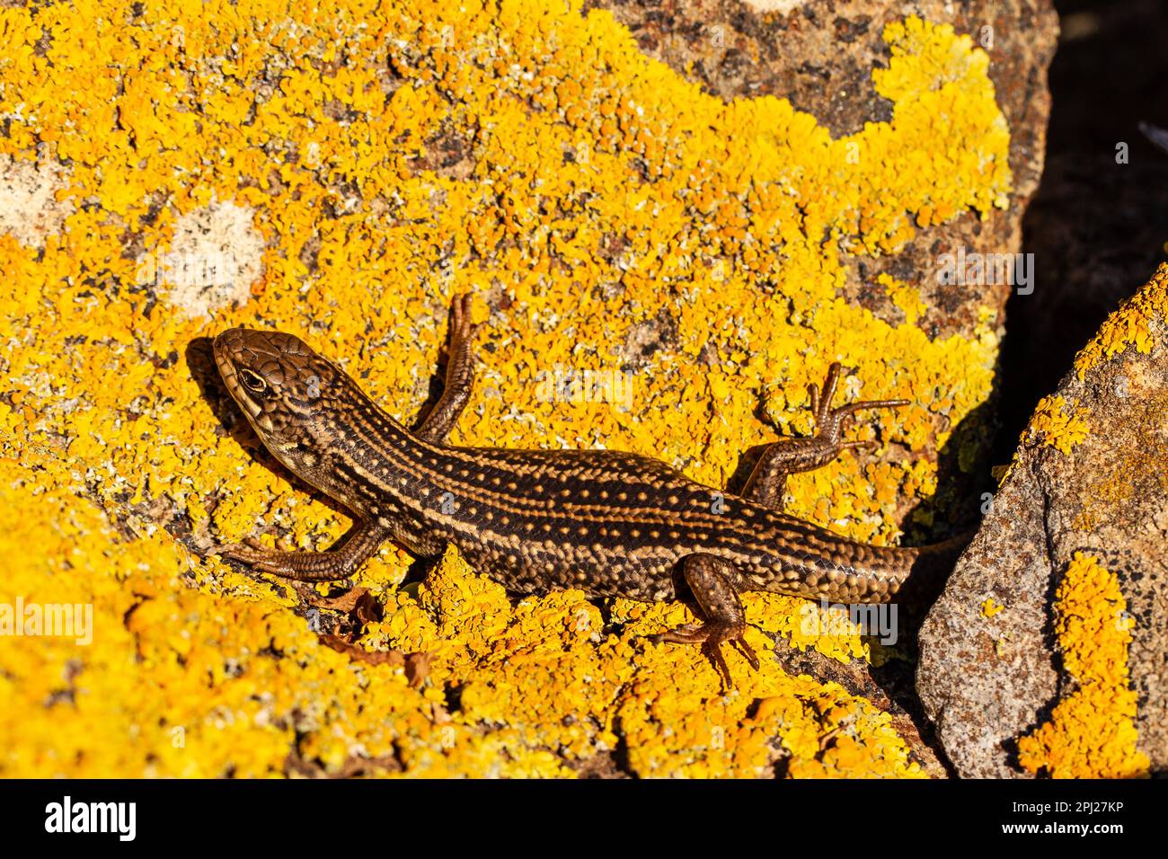 Whites rock skink hi-res stock photography and images - Alamy