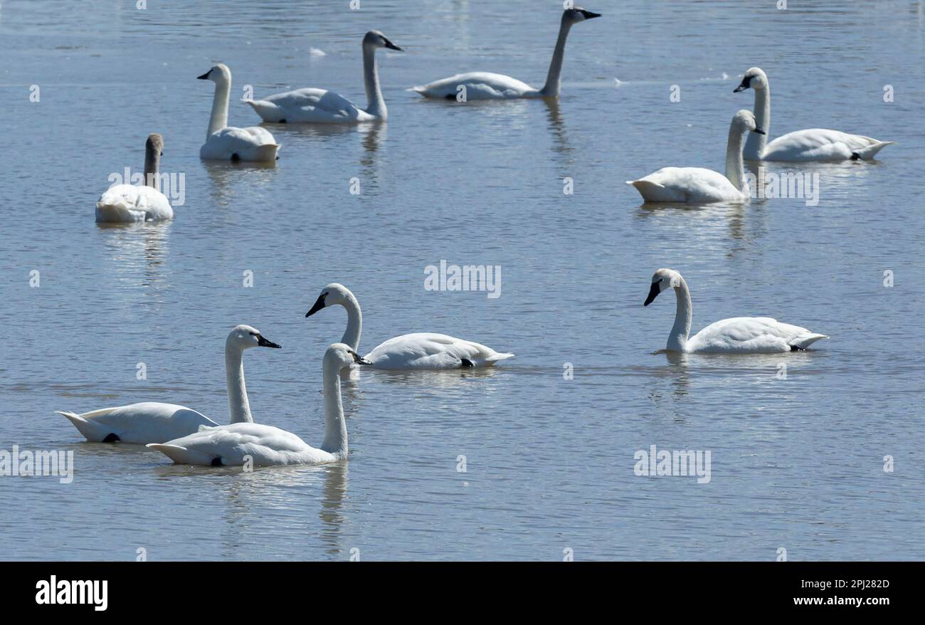Aylmer, Canada. 30th Mar, 2023. Tundra swans are seen at the Aylmer ...