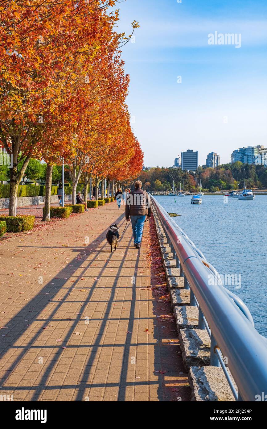 Cityscape in autumn season. Autumn colors of the trees in Vancouver ...