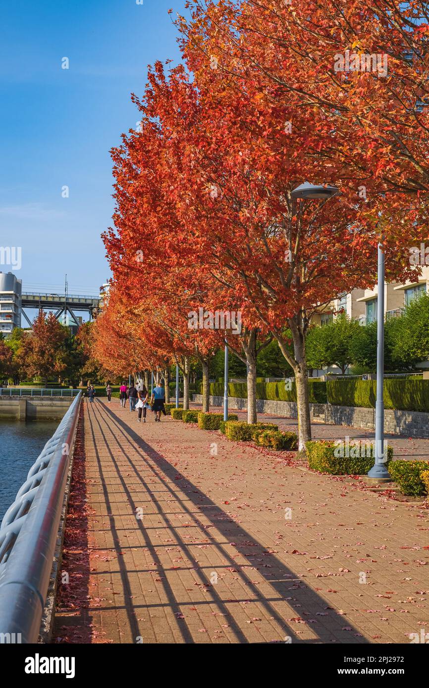 Cityscape in autumn season. Autumn colors of the trees in Vancouver ...