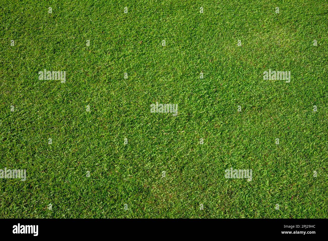 Full coverage texture of green short English lawn. A background of ...