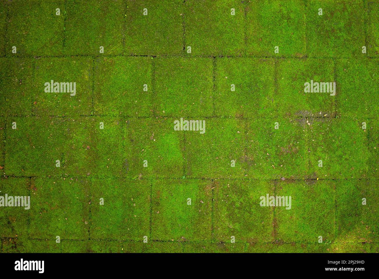 Texture of fully mossy tiles. Green background of short, fine moss ...